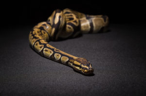 10 of the Most Expensive Snakes on Earth (Some Cost More Than A Luxury ...