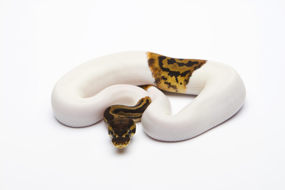 10 of the Most Expensive Snakes on Earth (Some Cost More Than A Luxury ...
