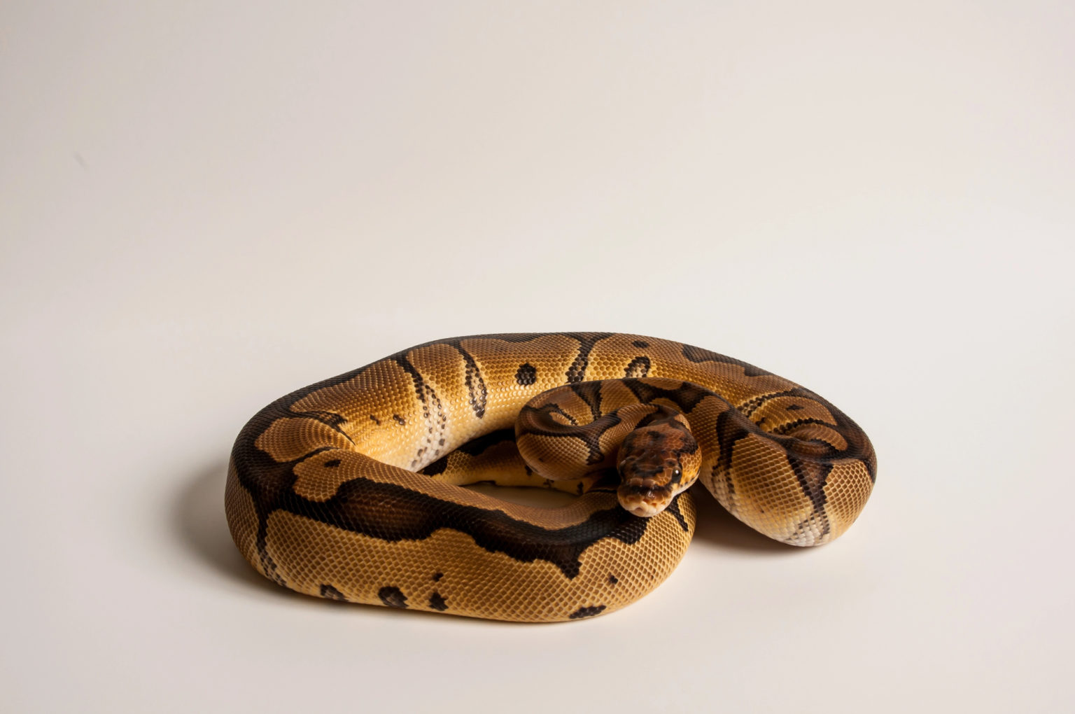 10 of the Most Expensive Snakes on Earth (Some Cost More Than A Luxury ...