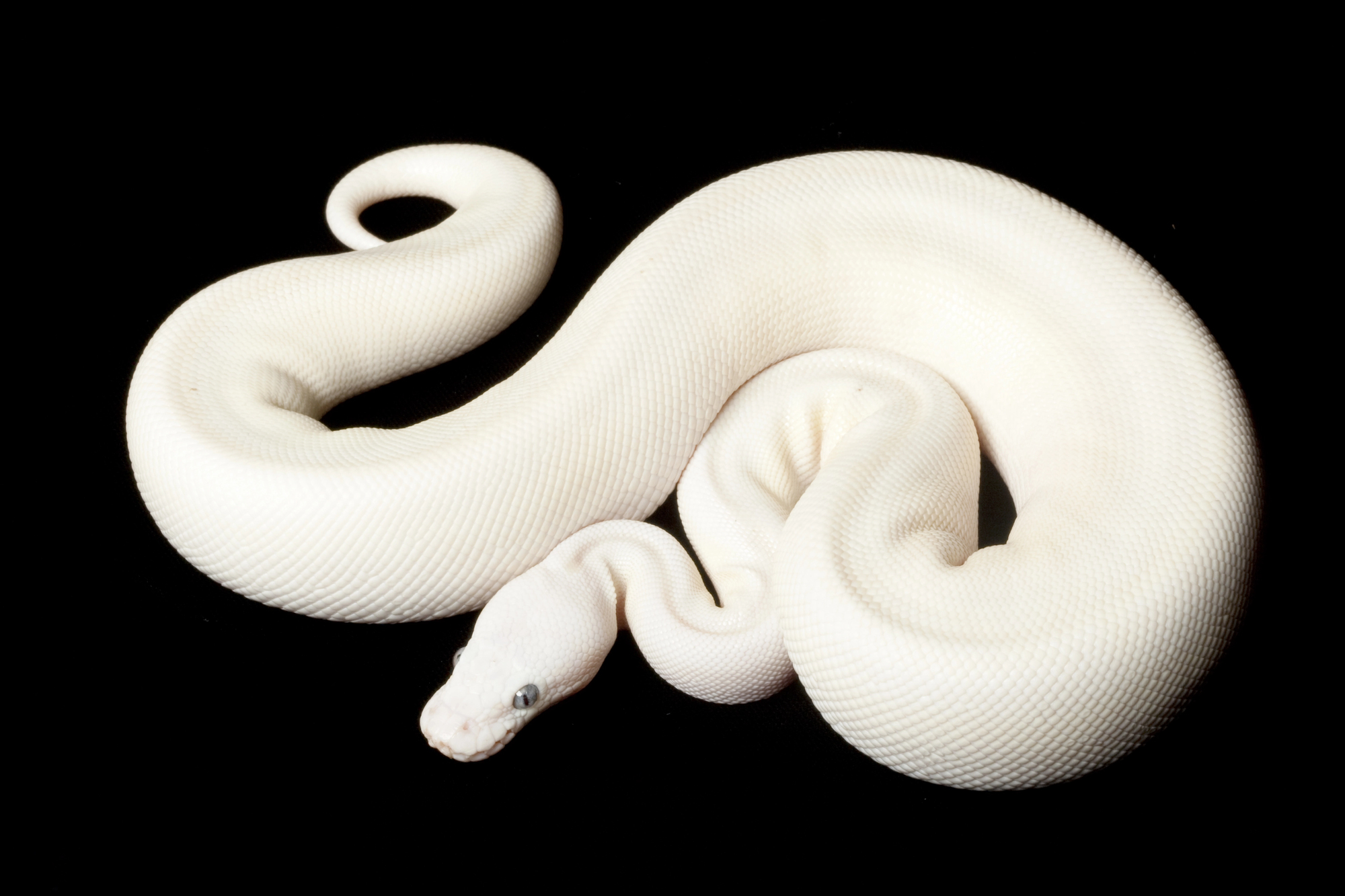 10 of the Most Expensive Snakes on Earth (Some Cost More Than A Luxury ...