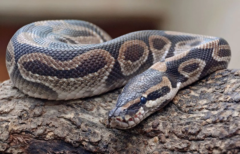 10 of the Most Expensive Snakes on Earth (Some Cost More Than A Luxury ...