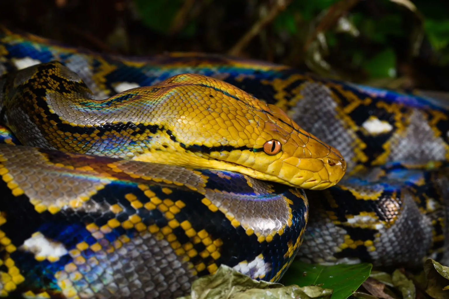 10 of the Most Expensive Snakes on Earth (Some Cost More Than A Luxury ...