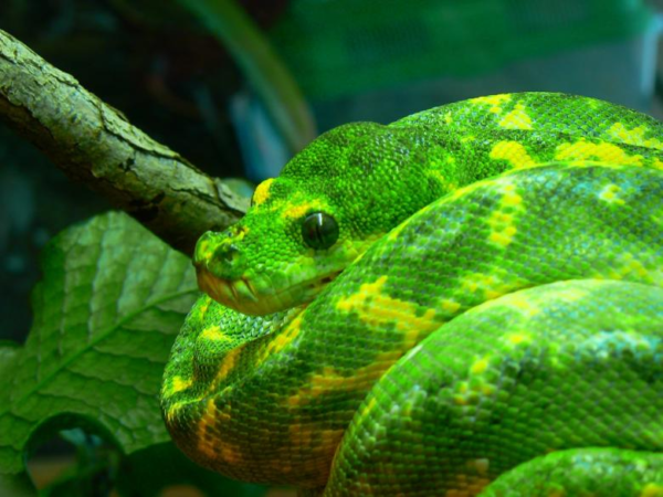 10 of the Most Expensive Snakes on Earth (Some Cost More Than A Luxury ...