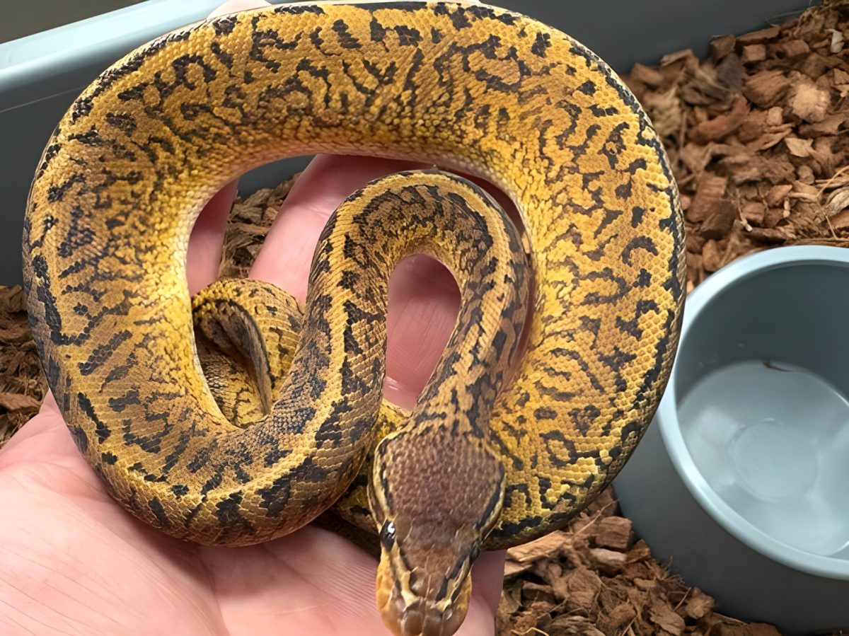 10 of the Most Expensive Snakes on Earth (Some Cost More Than A Luxury ...