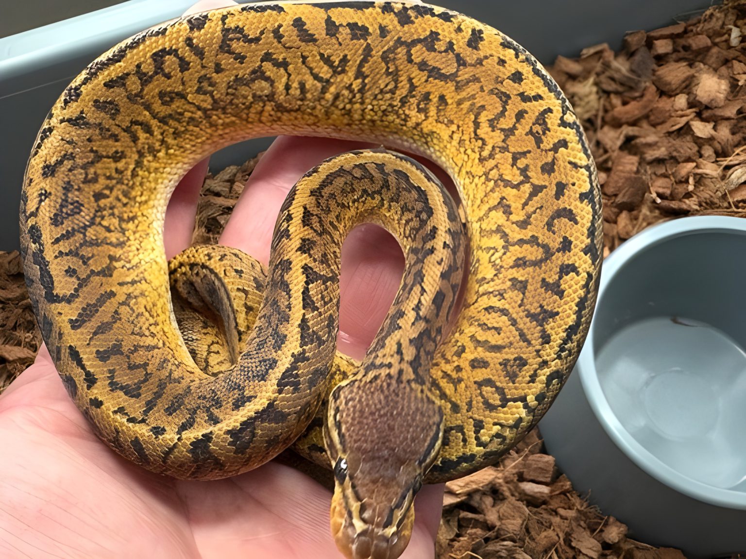 10 of the Most Expensive Snakes on Earth (Some Cost More Than A Luxury ...