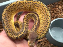 10 of the Most Expensive Snakes on Earth (Some Cost More Than A Luxury ...