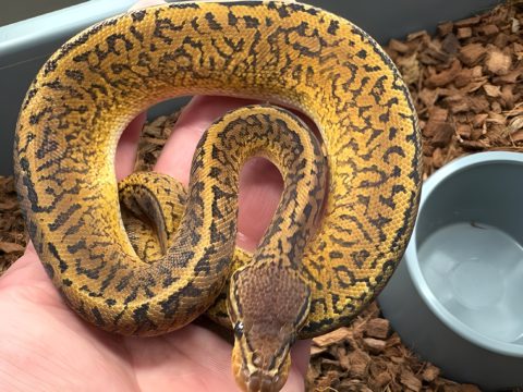 10 of the Most Expensive Snakes on Earth (Some Cost More Than A Luxury ...