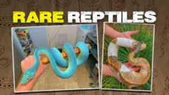 10 of the Most Expensive Snakes on Earth (Some Cost More Than A Luxury ...